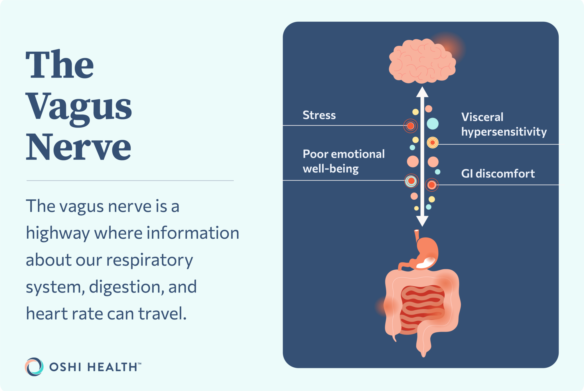 The Gut Brain Connection The Secret Behind How Gut Health Affects