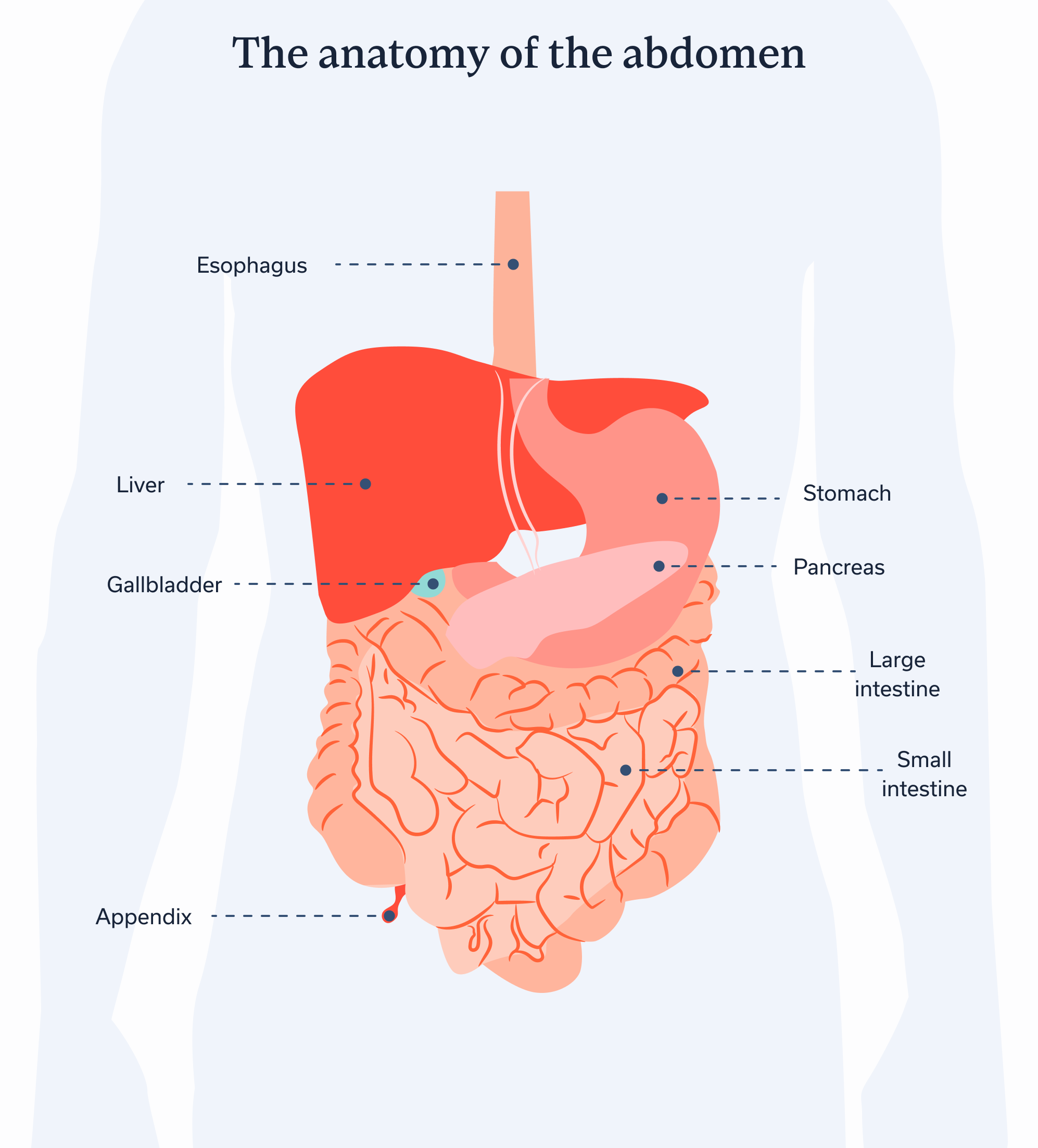 How to relieve lower & upper stomach pain: The ultimate guide - Oshi Health