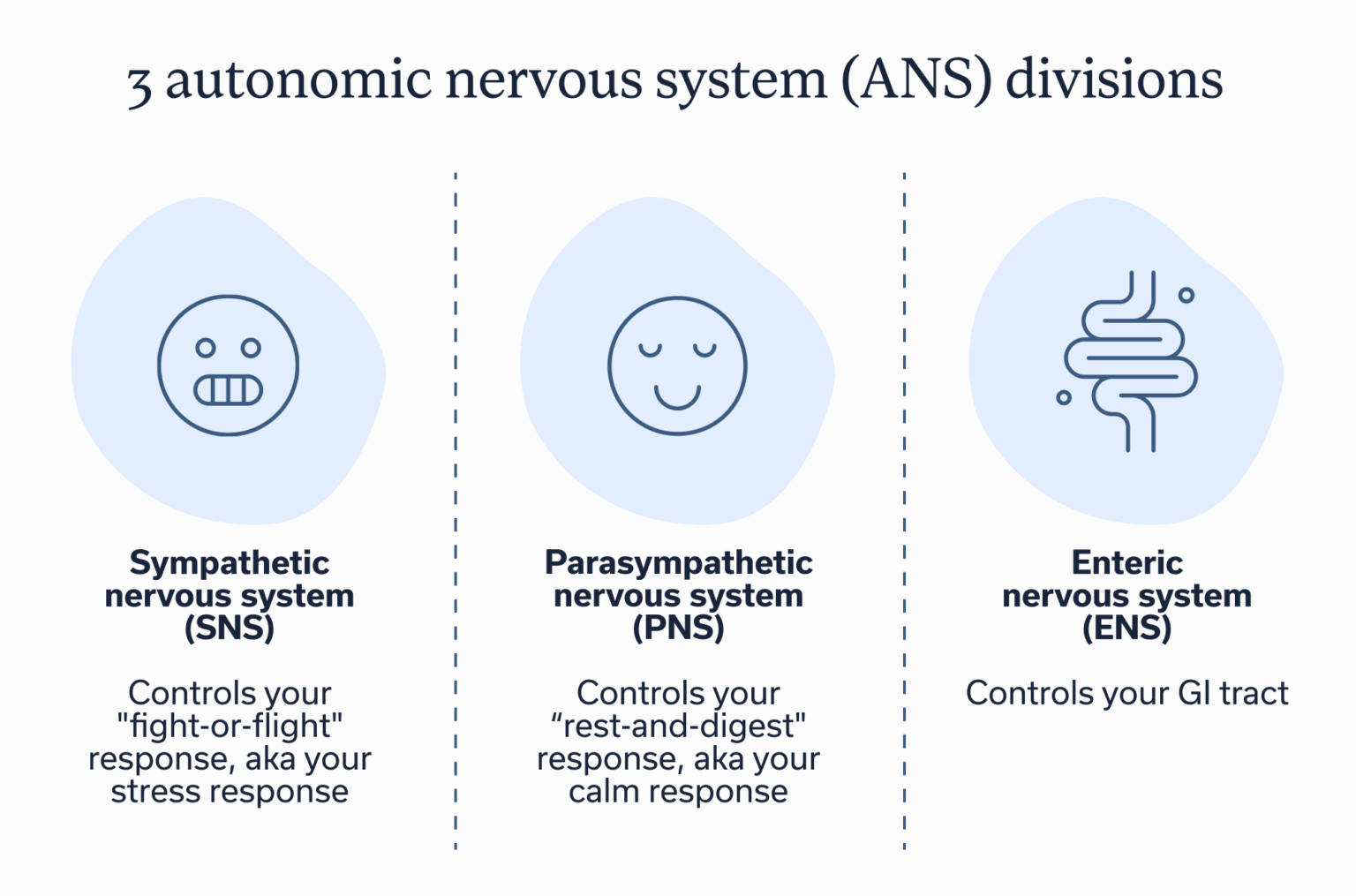 Stress belly and the gut-brain connection - Oshi Health